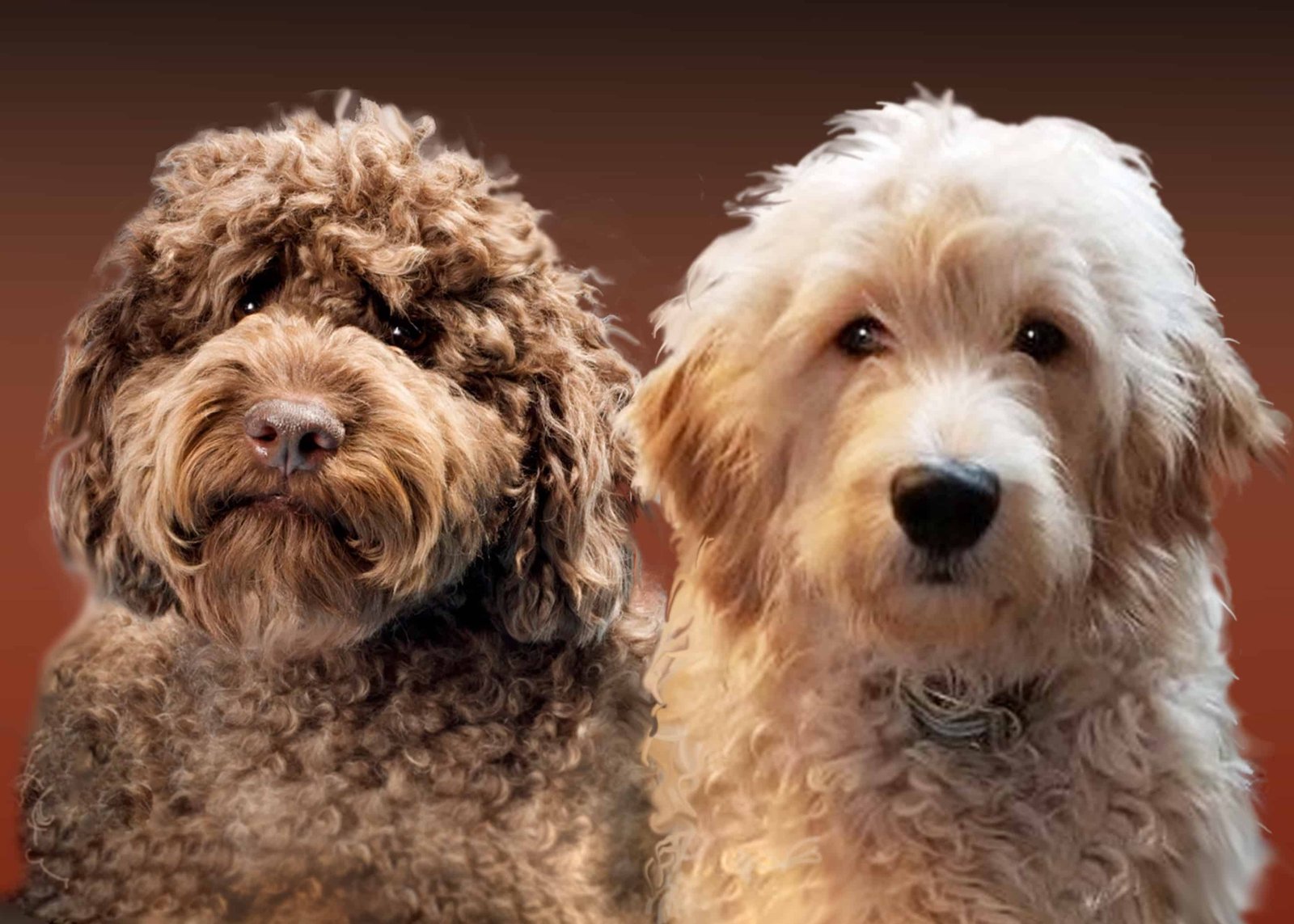 Are Labradoodles Good Family Pets